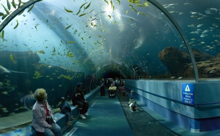 Sea Life Aquarium Mall of America - Saif Fatteh